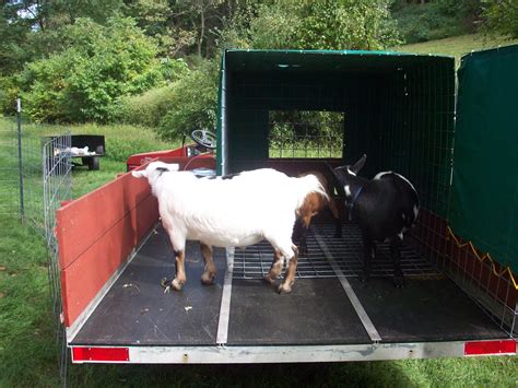 4 Acres And A Stream The Goats Are Here And How To Build A Transport