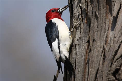 Red Headed Woodpecker Flying