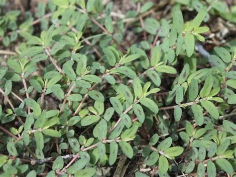 Lawn Weeds Spurge Weed Identification Spurge Lawn Care Forum