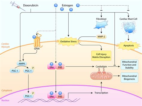 Sex Specific Cardiovascular Risks Of Cancer And Its Therapies