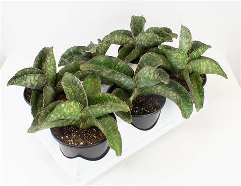6 Sansevieria Dragon Wing Pak 6 Colasanti Farms