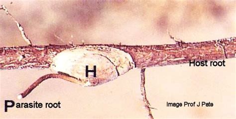 Root Hemiparasites
