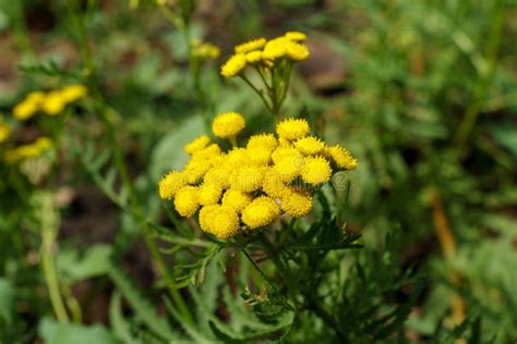 Yellow Tansy Flowers Tanacetum Vulgare Common Tansy Plant Cow Bitter
