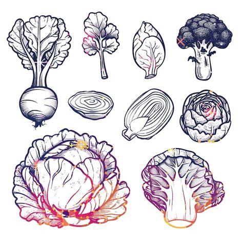 Page 8 Ginger Cabbage Vectors And Illustrations For Free Download