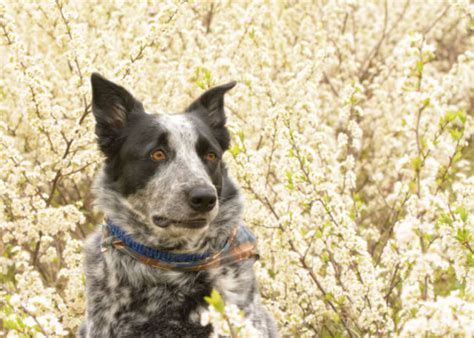Texas Heeler Dog Breed Profile Top Dog Tips