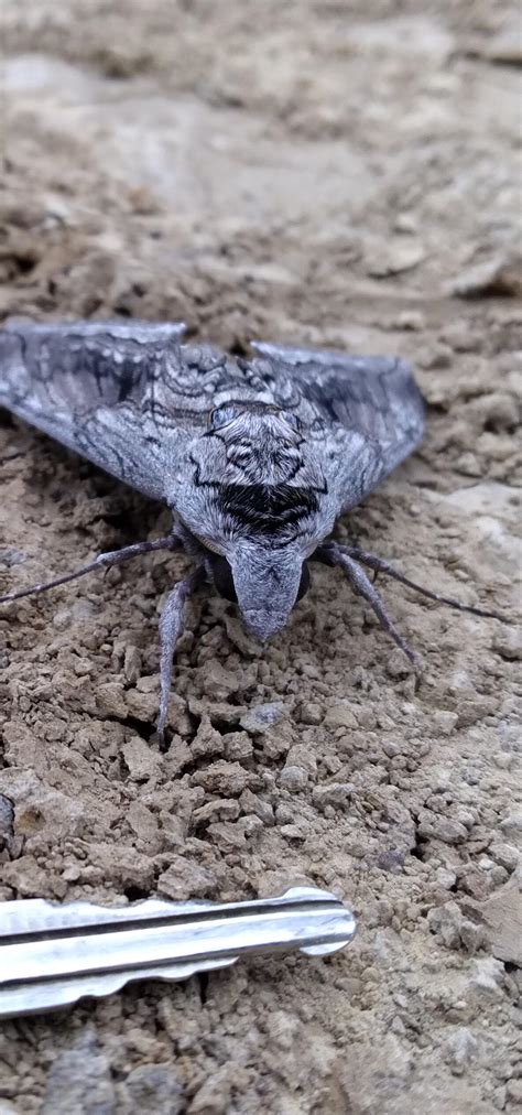 Who S This R Whatsthisbug Who S This R Whatsthisbug