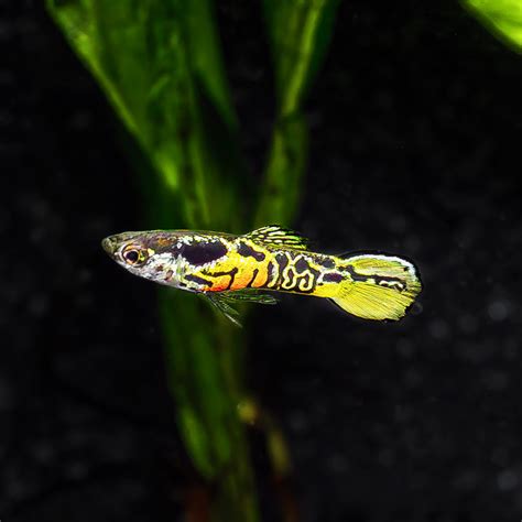 Yellow Tiger Endler Vibrant Livebearer For Your Aquarium