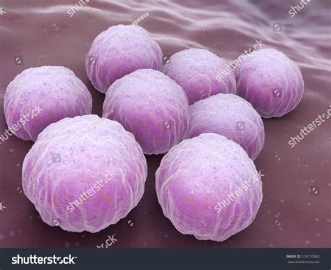 Chlamydia Trachomatis Obligate Intracellular Human Pathogen Stock Illustration 318710582
