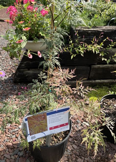 Acer Palm Di Orangeola Maple Japanese Threadleaf Orangeola 3