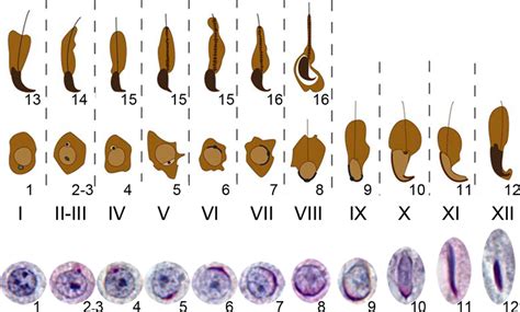 Spermiogenesis Phases