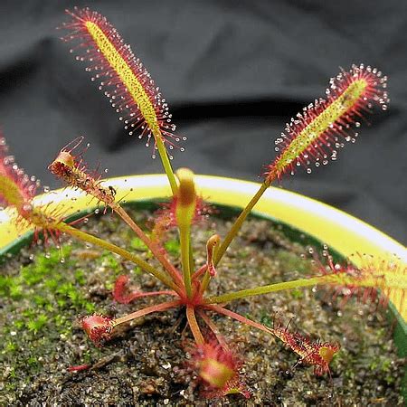Drosera Capensis Rocío De Sol Mundo Venus