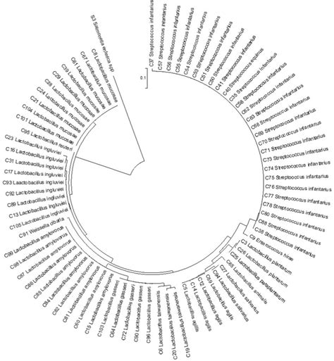 Circular Phylogenetic Tree Based On The Neighbor Joining Method Of 16s Download Scientific