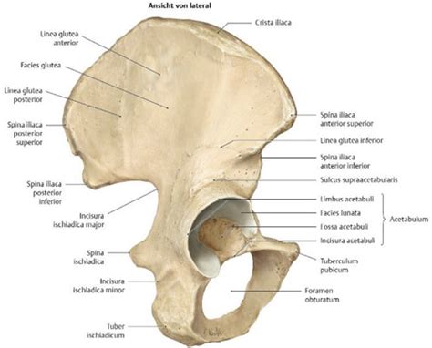 Relevante Knochenstrukturen Des Os Coxae Knochenverbindungen Des