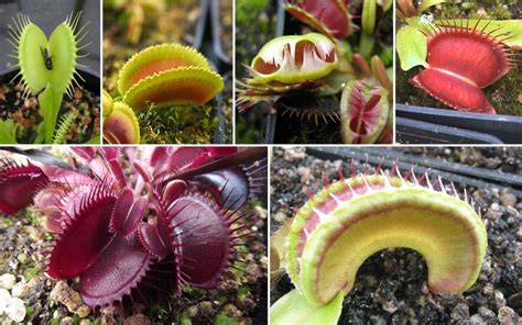 What Is A Venus Fly Trap Classified As At Dorla Walker Blog