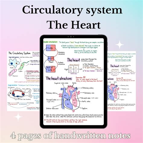 Circulatory System I Biology Notes I Gcse I Igcse I Short Notesi