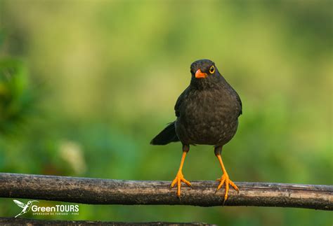 Great Thrush Birdforum