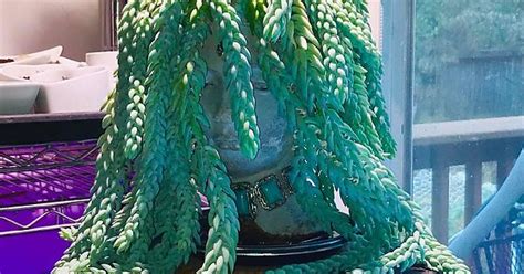 My Burros Tail Succulent Album On Imgur