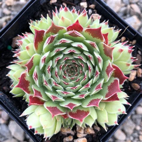 Sempervivum Tectorum Var Calcareum Fire Dragon Red Tipped Hens And