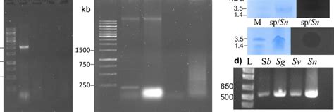 Amplification Of Bacteriocin Genes And Overlay Assay A Amplification
