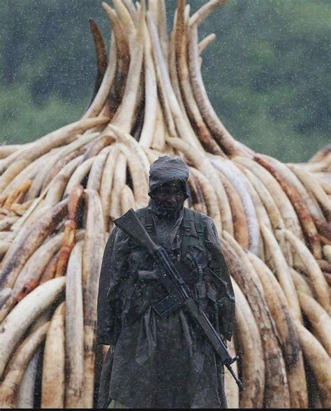 The Son Of The Ivory Blaze R Bossfight