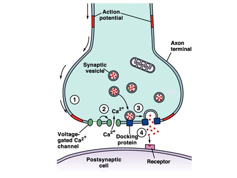 Nerve Impulse Diagram Untpikapps Synaptic Transmission Synaptic