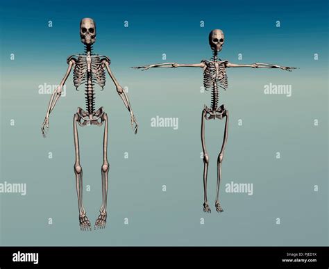 Human Endoskeleton