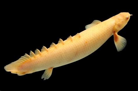 Dinosaur Bichir Species Profile Care Guide And Facts