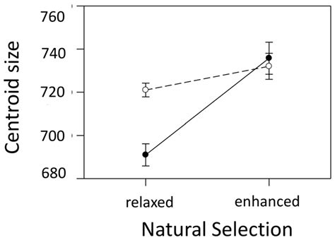The Effect Of Natural And Sexual Selection On Genital Size Measured As