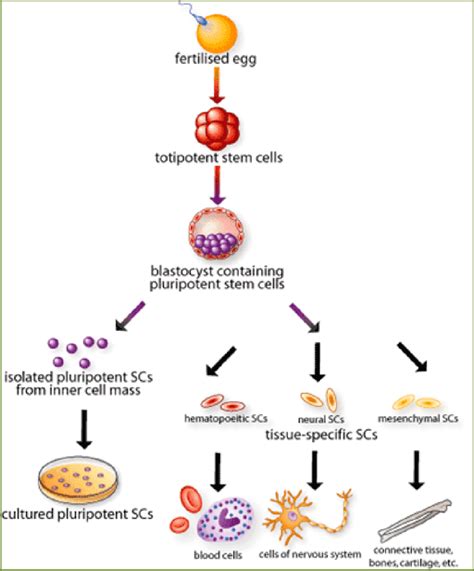 Understanding The Different Types Of Stem Cells