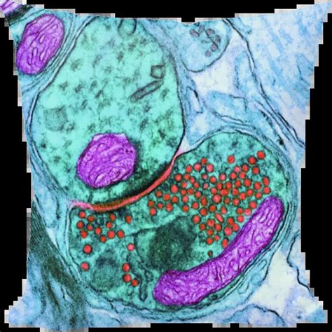 Pillow Of Synapse Nerve Junction Tem Media Storehouse