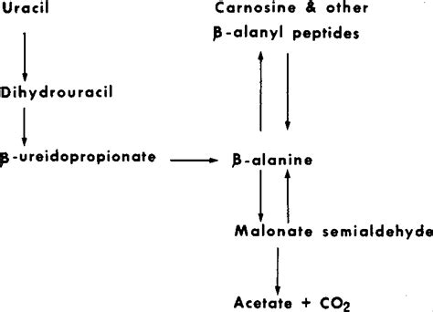 Hyper β Alaninemia Associated With β Aminoaciduria And γ