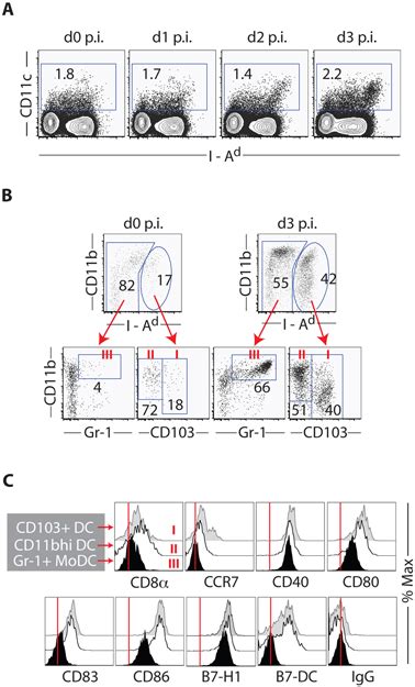 Progressive Accumulation Of Cd103 Dc And Cd11b Hi Dc In The
