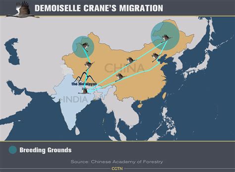 Birdwatching China The Lady Crane That Surmounts The Himalayas Cgtn