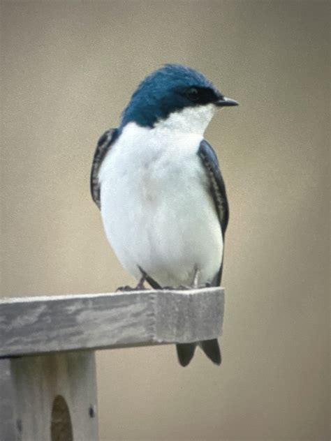 Michael Taccetta 사진