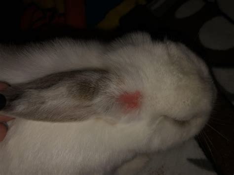 Possible Ringworm Or Ear Mites Rrabbits