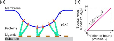 figure 1 from curvature induced clustering of cell adhesion proteins