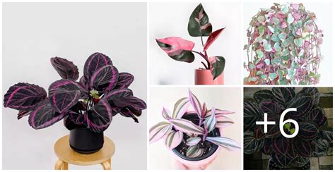 10 Types Of Pink Houseplants Pyomn