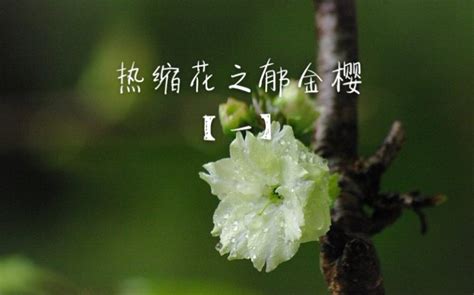 热缩花之【郁金樱】——（教程项）哔哩哔哩bilibili