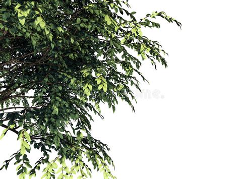 3d Rendering Of A Foreground Tree Branch Isolated On White Background