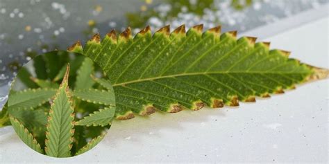 Nutrient Burn In Weed Spot Fix And Prevent It