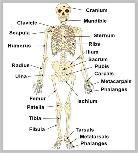 Human Bone Structure Image Anatomy System Human Body Anatomy Diagram And Chart Images