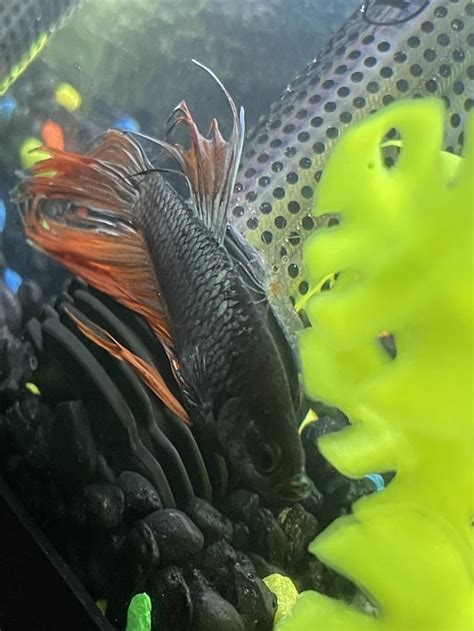 Will My Betta Fish Eat My Ghost Shrimp Rbettafish