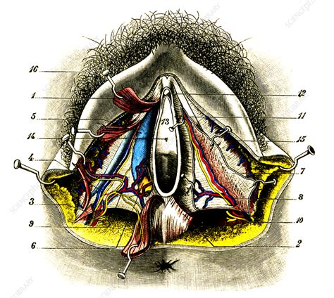 Female Perineum Anatomy Illustration Stock Image C061 0506