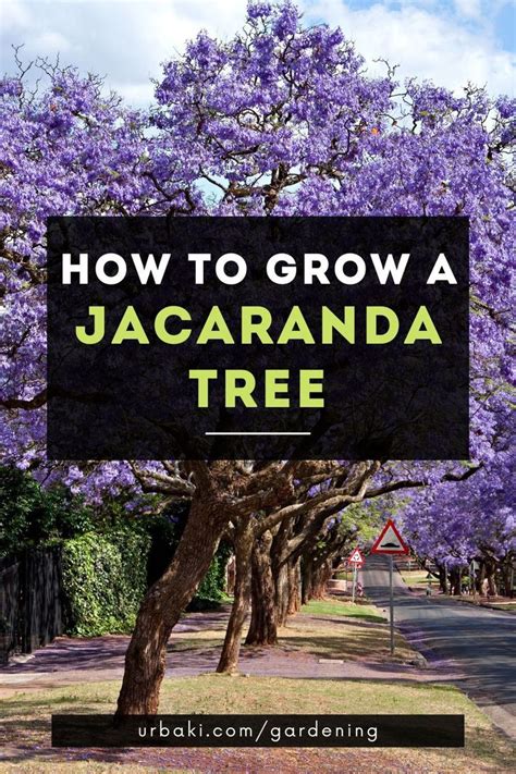 How To Grow A Jacaranda Tree In 2024 Jacaranda Tree Jacaranda Tree