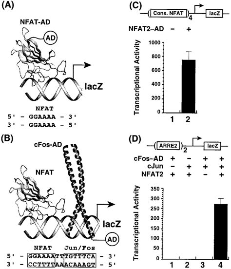 Activation Of Lacz Reporter Gene Transcription By Nfat Acting Alone And