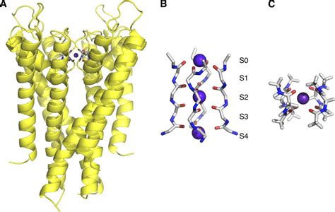 Reduced Model Of The S2 Site In The Selectivity Filter Of The Kcsa