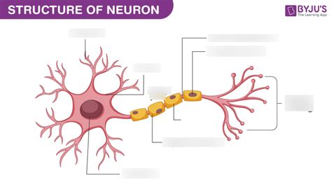 Anatomy Midterm Core Diagram Quizlet