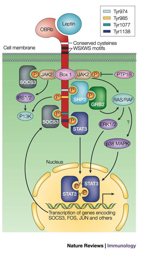 Leptin Receptor Alchetron The Free Social Encyclopedia