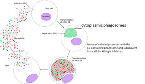 Chlamydia Flashcards Quizlet