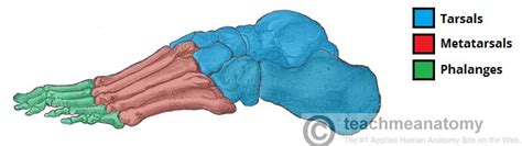 Bones Of The Foot Tarsals Metatarsals Phalanges Teachmeanatomy